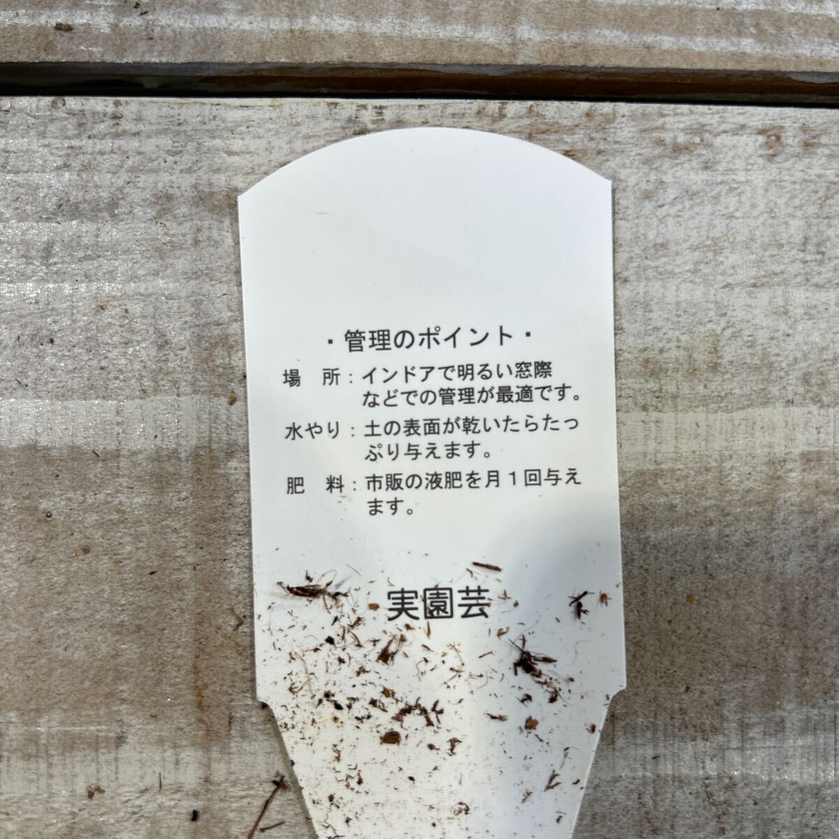 Yahoo!オークション - アロカシア アントロベルベット① 4.5号 鉢底か...