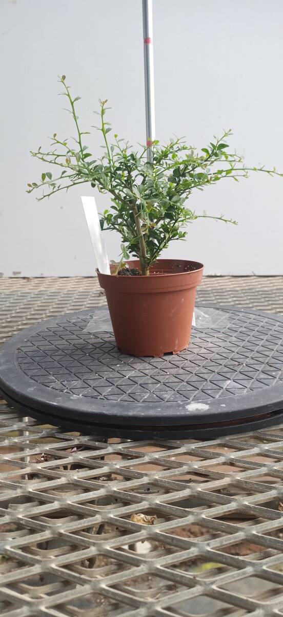 Yahoo!オークション - フィンガーライム 「 ミアローズ 」1-86 3.5号 ...