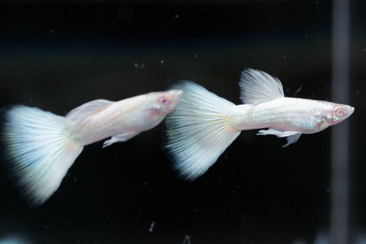 Yahoo!オークション - RREAフルプラチナ 写真の若3ペア