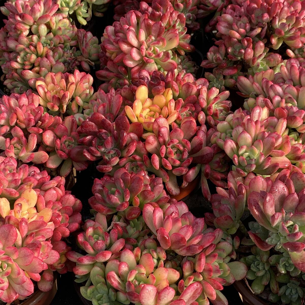 Yahoo!オークション - 19株 F422 -1 エケベリア 韓国苗 サボテン 多肉...