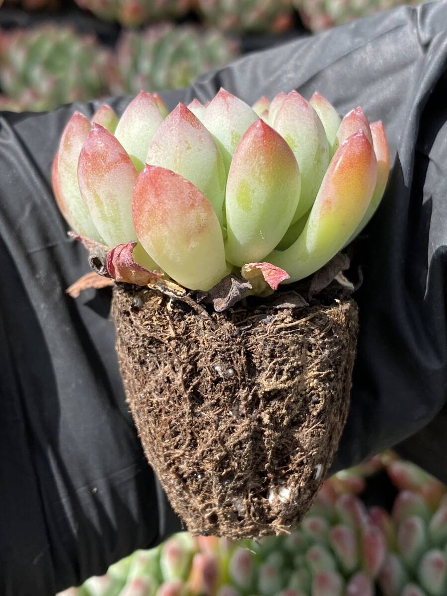 Yahoo!オークション - 72株 D121-1多肉植物 エケベリア 青リンゴ サボ...