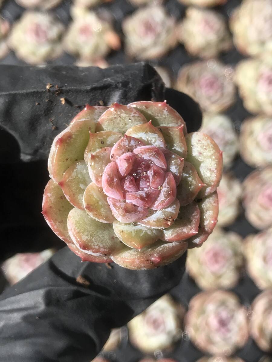 Yahoo!オークション - 128株 D167-1多肉植物 エケベリア ピンクアイス ...