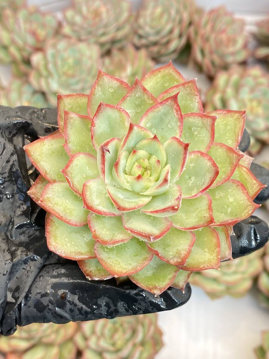 Yahoo!オークション - 35株 K543-2エケベリア 韓国苗 サボテン 多肉植...