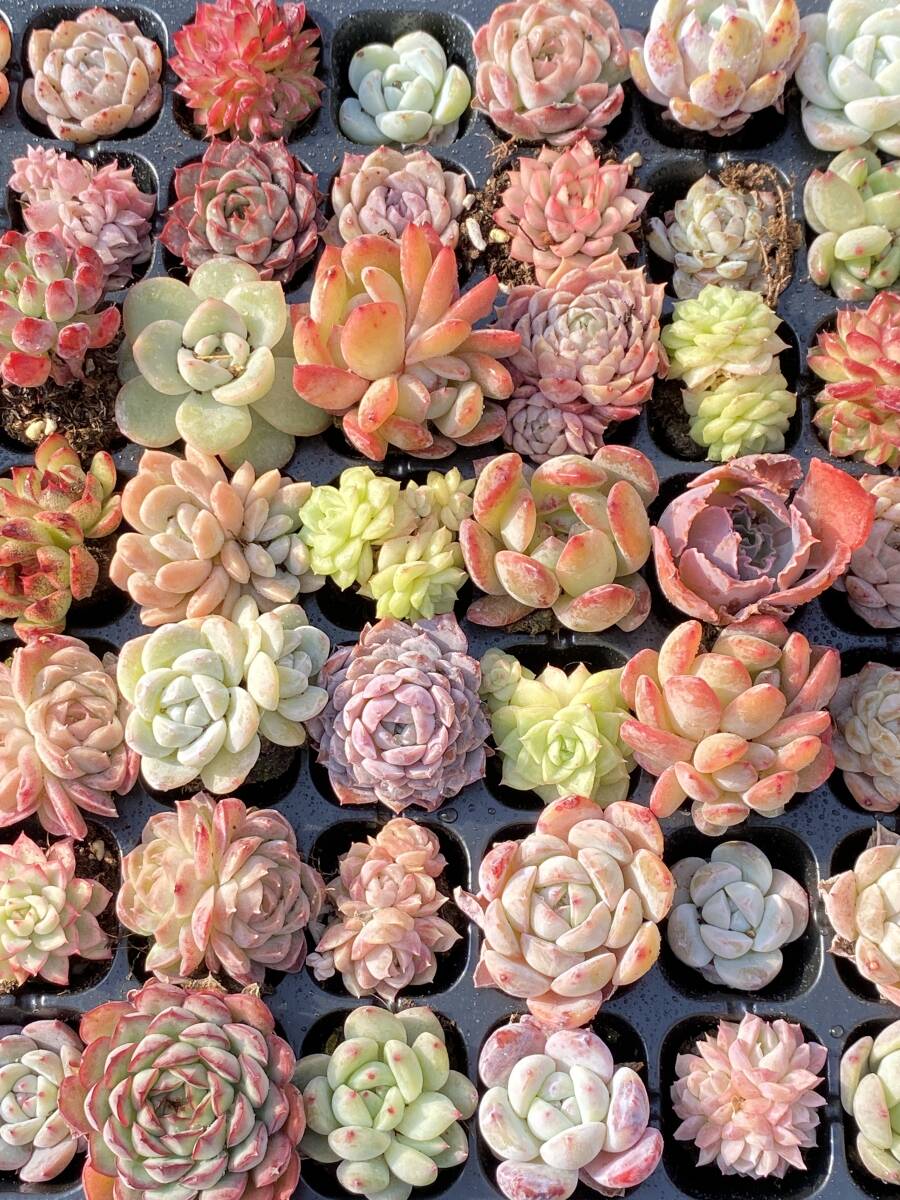 Yahoo!オークション - 105株セット L98 多肉植物 エケベリア ミックス...