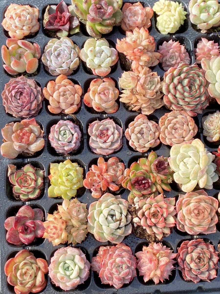 Yahoo!オークション - 105株セット L99 多肉植物 エケベリア ミックス...