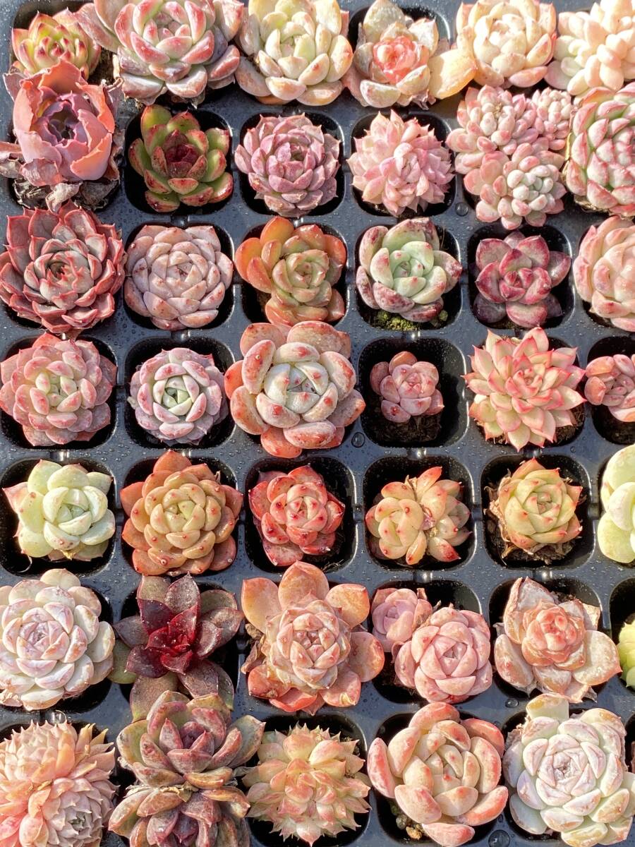 Yahoo!オークション - 105株セット L100 多肉植物 エケベリア ミックス...