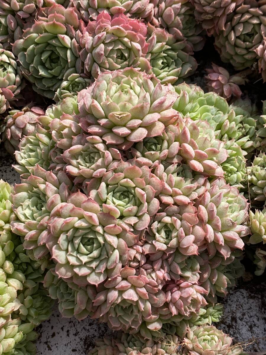 Yahoo!オークション - M532-3 ヴィンセント・カトー 20株 多肉植物 エ...