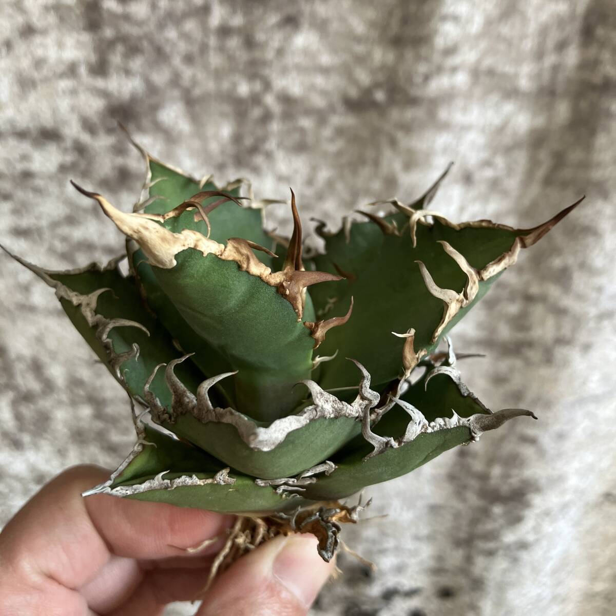 Yahoo!オークション - 【龍園觀】No.A46 特選 アガベ チタノタ " 凱...