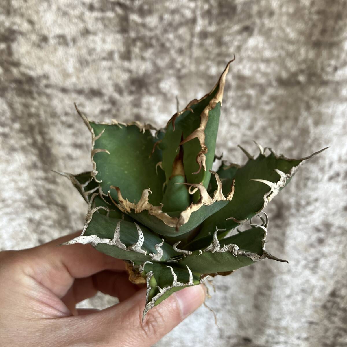 Yahoo!オークション - 【龍園觀】No.A46 特選 アガベ チタノタ " 凱...