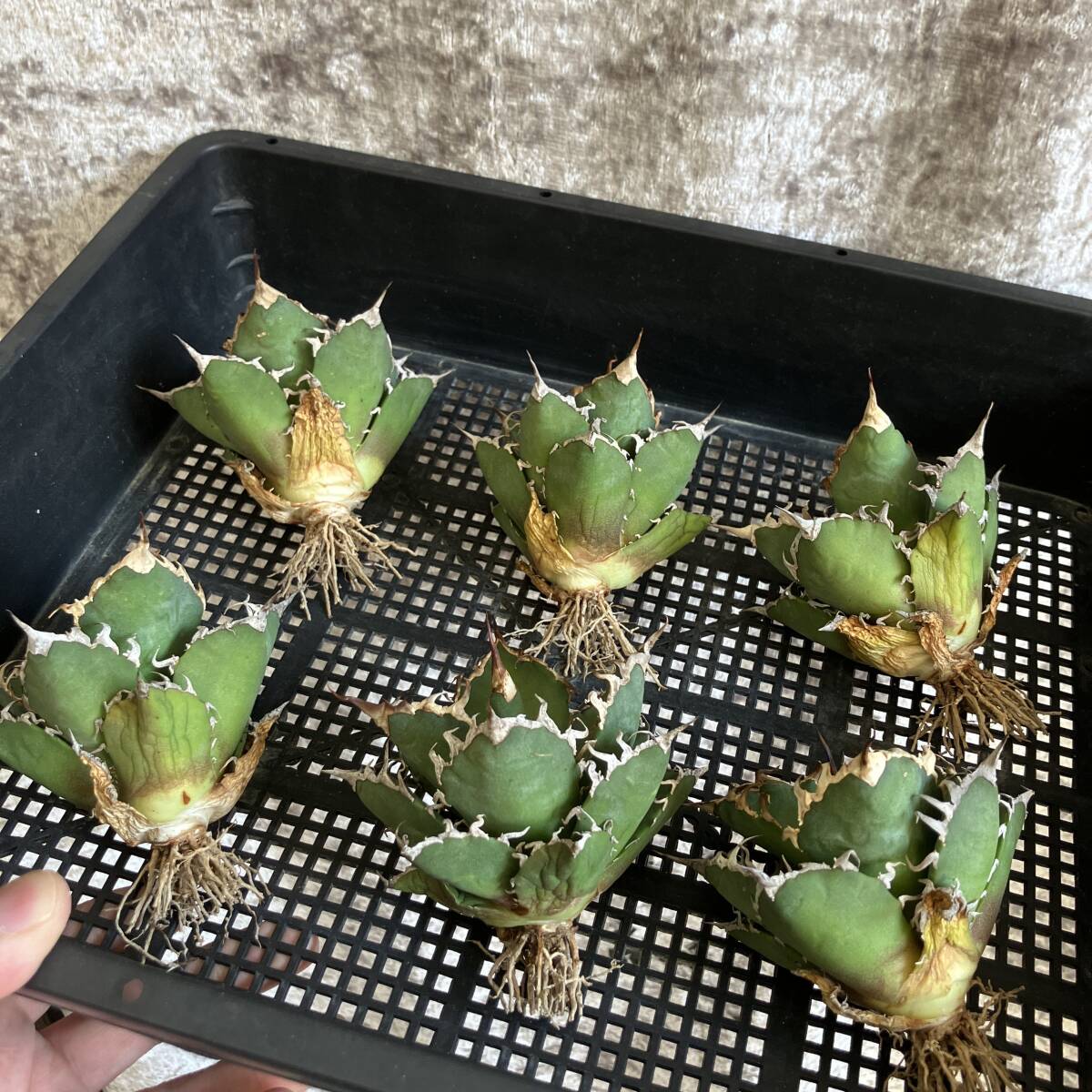 Yahoo!オークション - 【龍園觀】No.A46 特選 アガベ チタノタ " 凱...