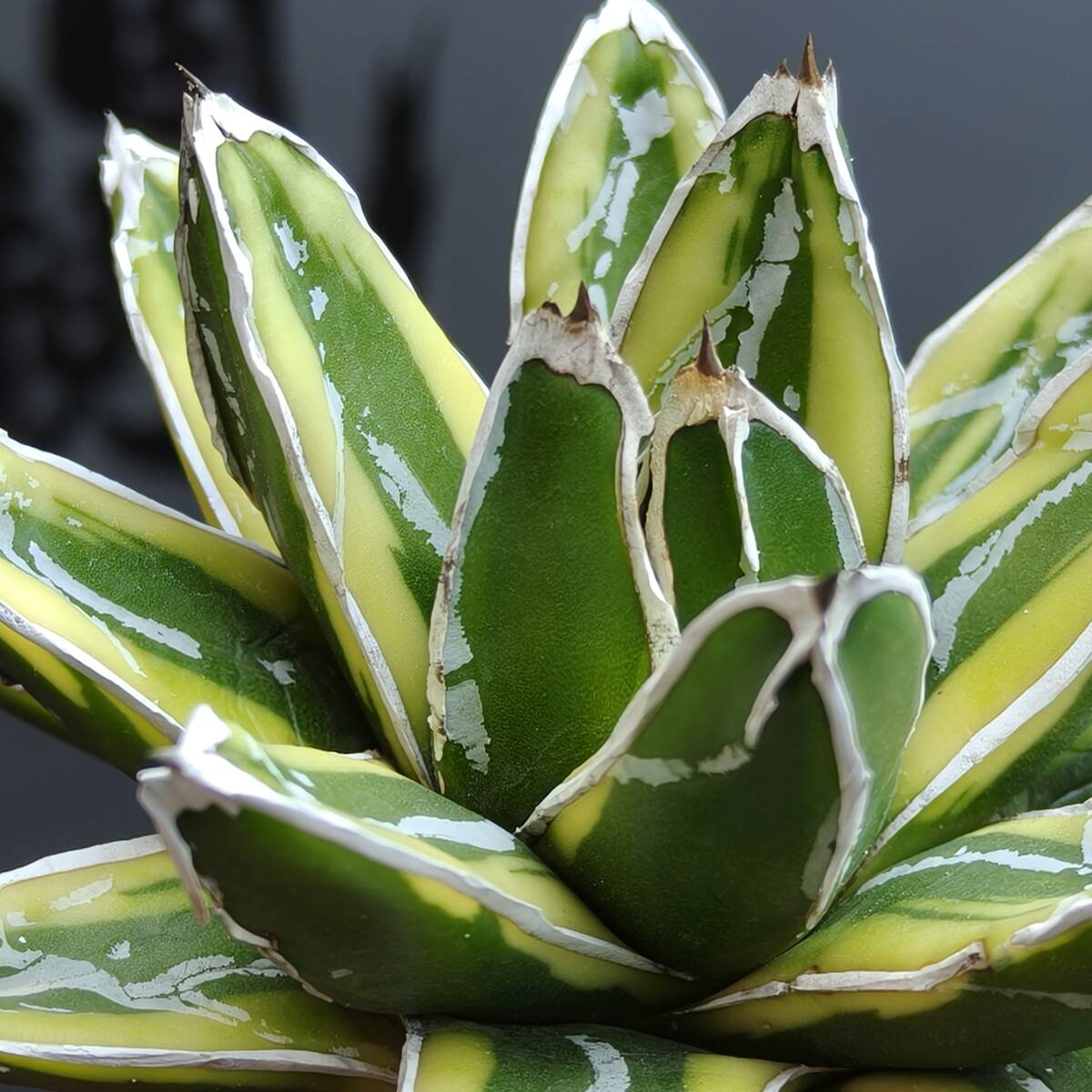 Yahoo!オークション - 【龍園觀】No.W43 特選 アガベ " 笹の雪"