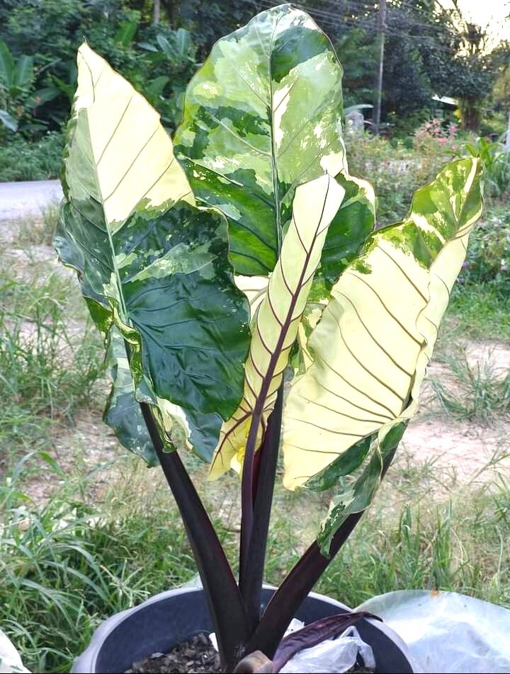 Yahoo!オークション - Alocasia Macrorrhizos Black Stem var No1