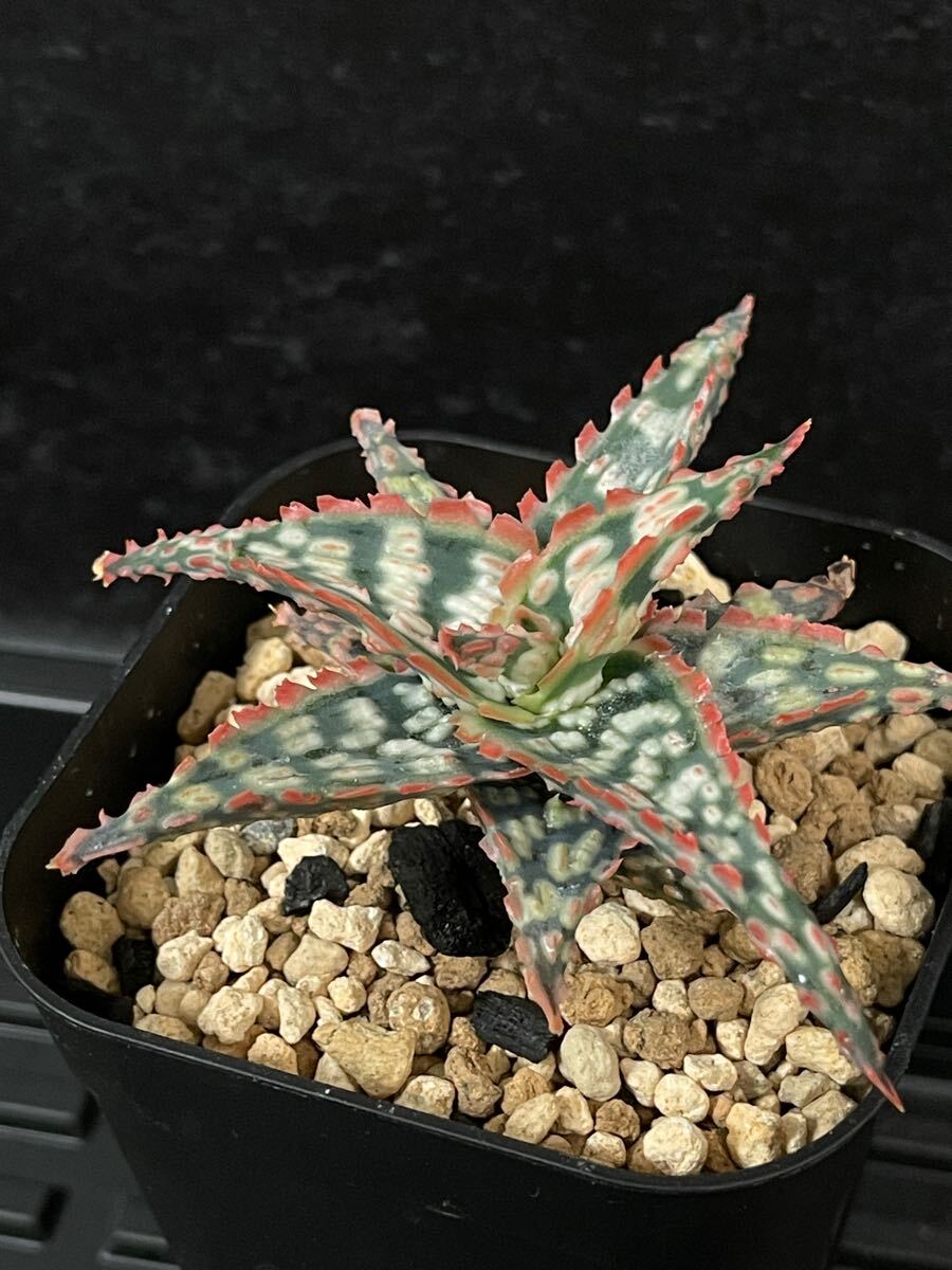 Yahoo!オークション - アロエ TCT ハイブリッド / 同梱可 【PR】