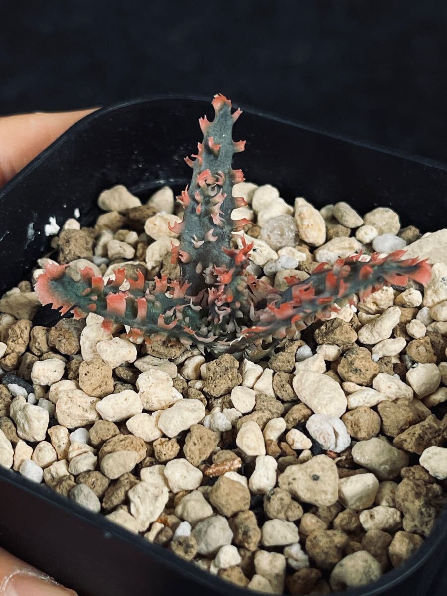 Yahoo!オークション - アロエ TCT ハイブリッド / 同梱可 【PR】