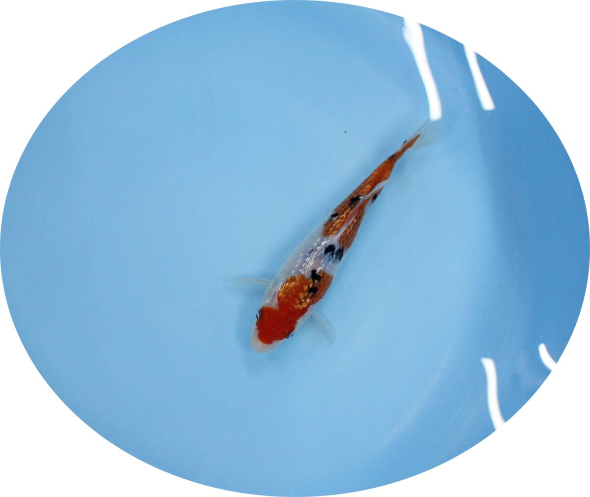 Yahoo!オークション - 【KHF】 錦鯉 銀鱗三色 約18Cm 青木養鯉...