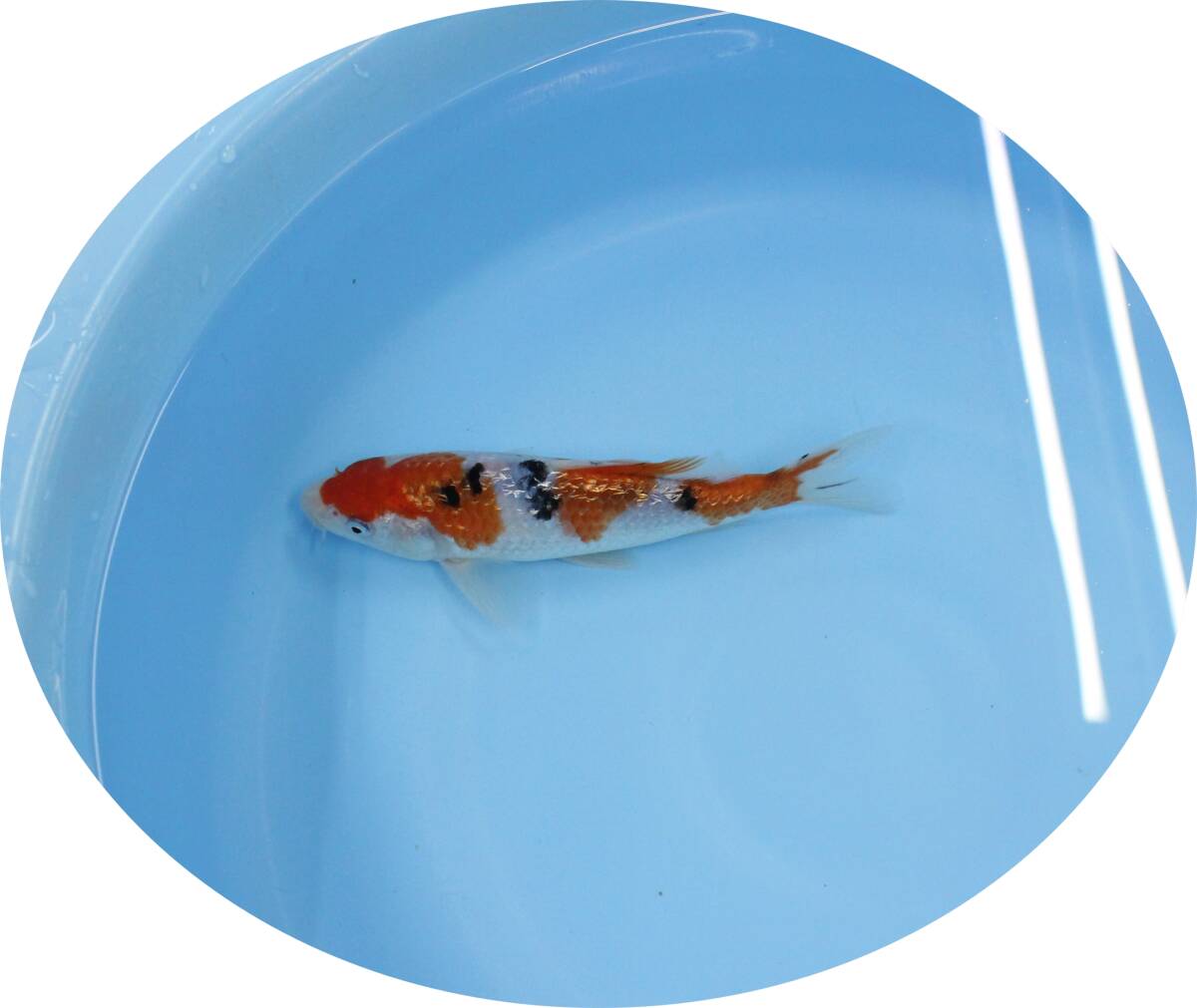 Yahoo!オークション - 【KHF】 錦鯉 銀鱗三色 約18Cm 青木養鯉...