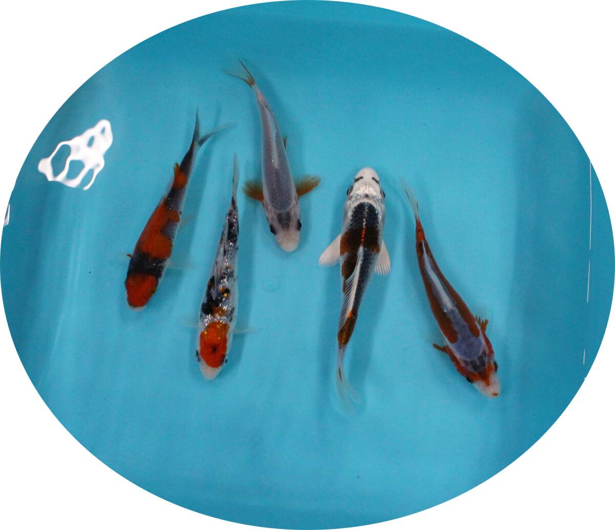 Yahoo!オークション - 【KHF】 錦鯉 ミックス 約11～13Cm 5...