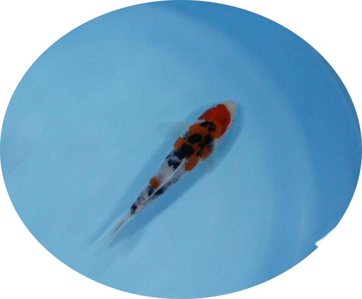 Yahoo!オークション - 【KHF】 錦鯉 大正三色 約17Cm 青木養鯉...