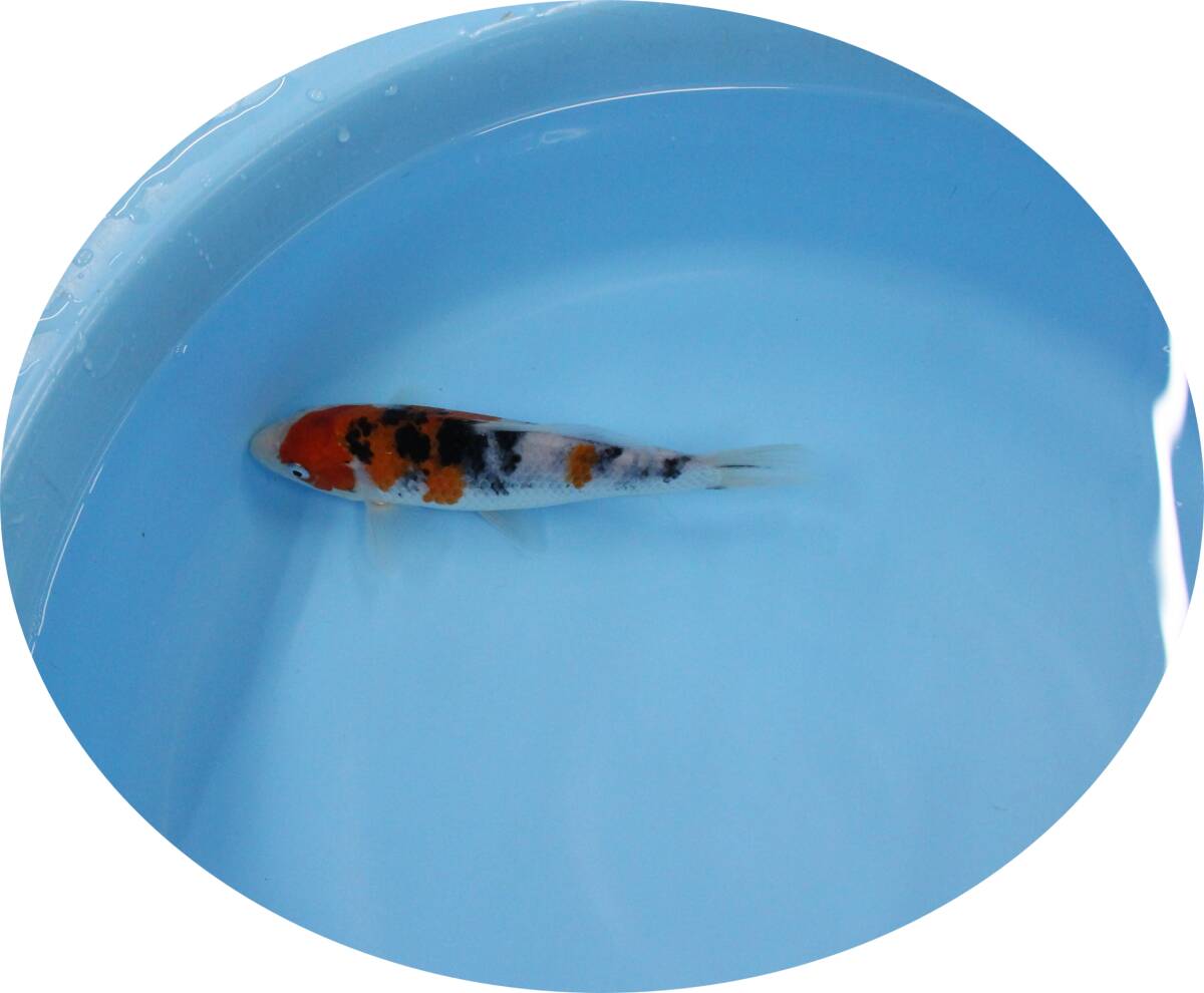 Yahoo!オークション - 【KHF】 錦鯉 大正三色 約17Cm 青木養鯉...