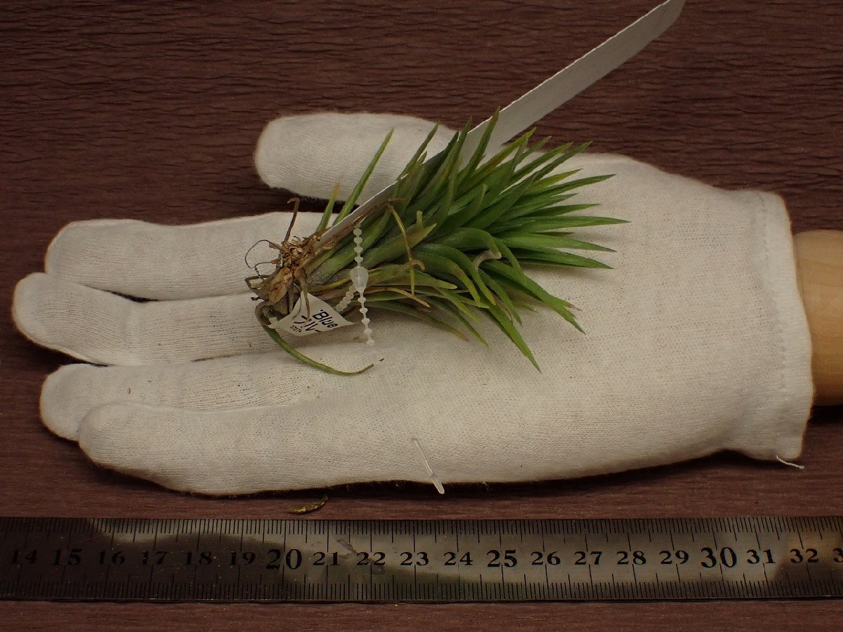 Yahoo!オークション - Tillandsia 'Blue Bells' チランジア ブルーベル...