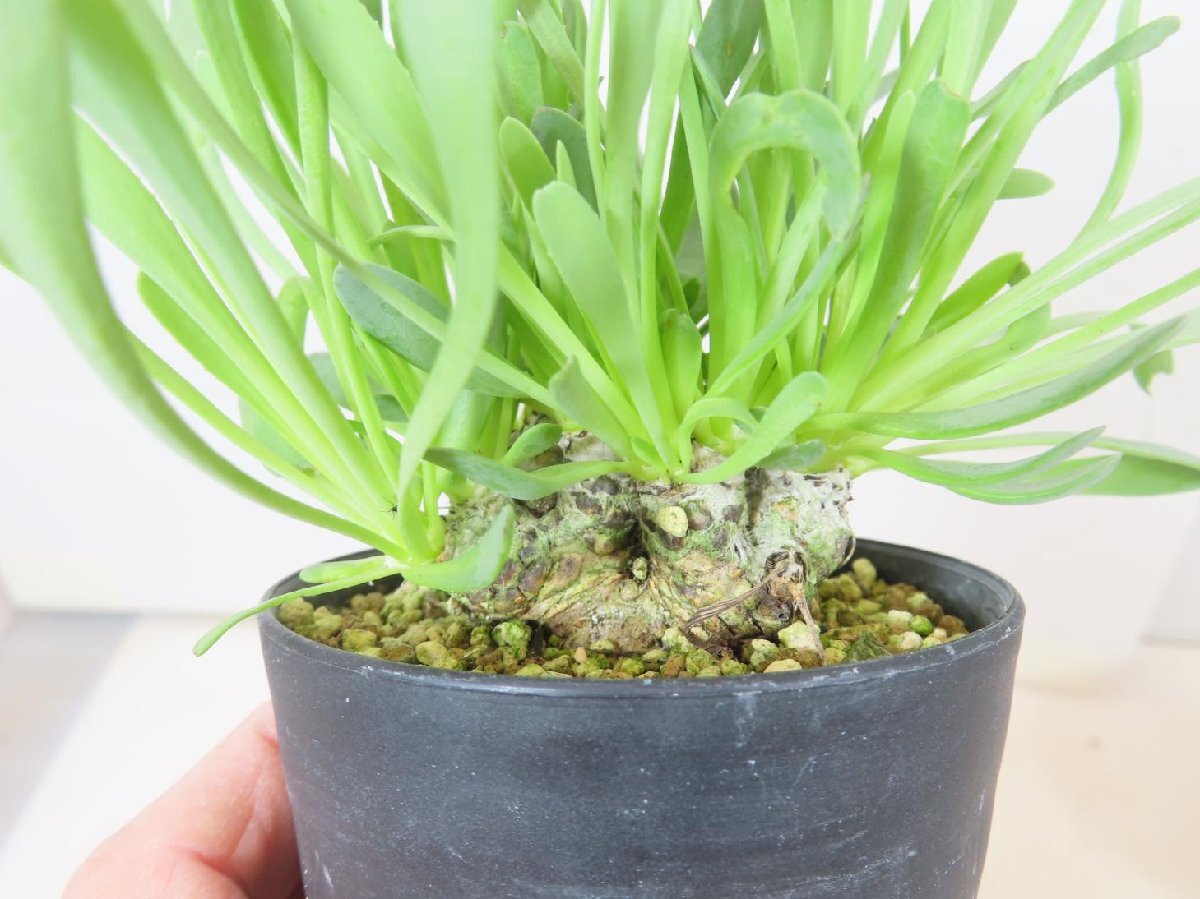 Yahoo!オークション - 2969 「実生」オトンナ レトロルサ【発根・塊根...