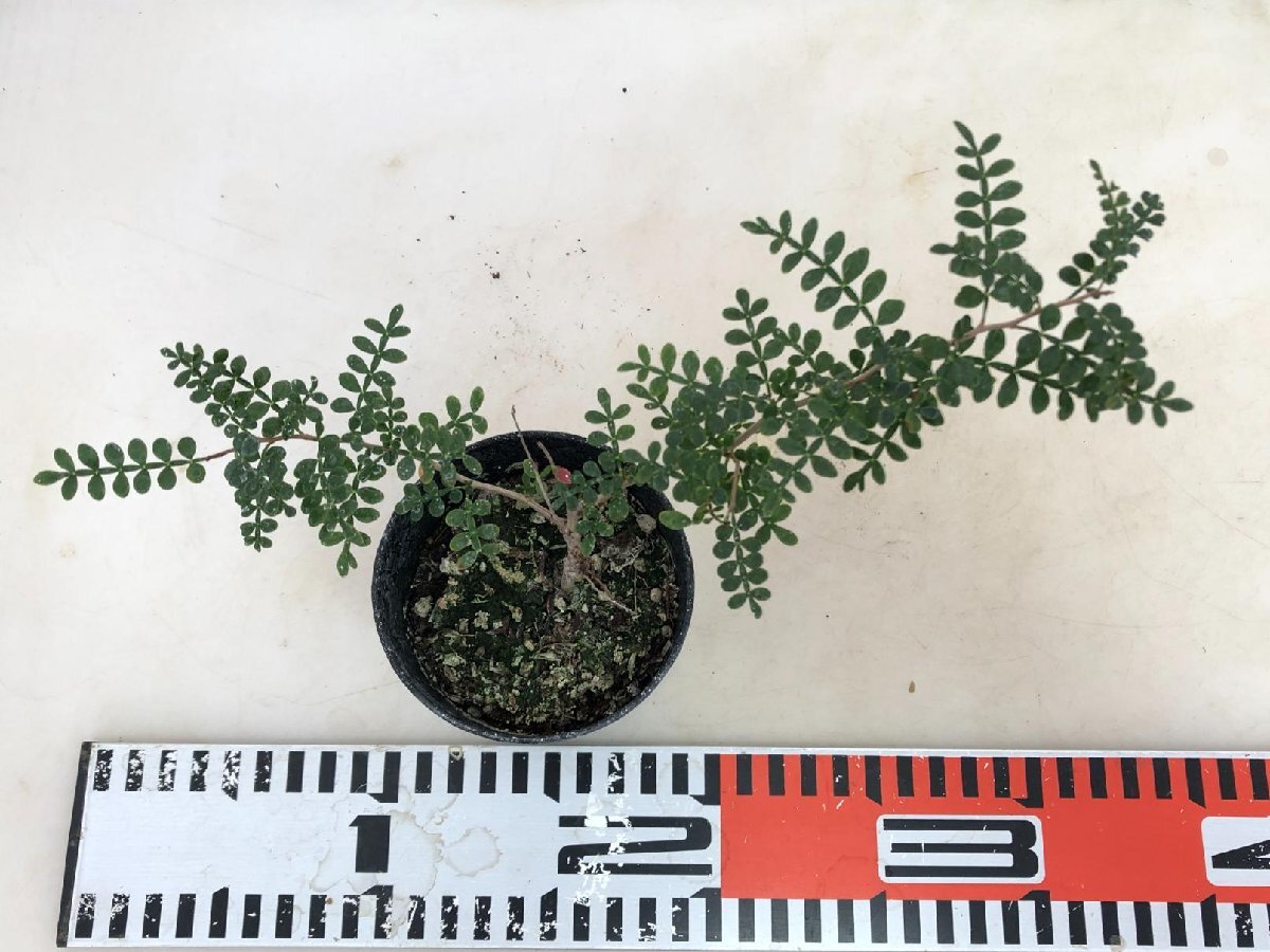 Yahoo!オークション - 8646「実生株」オペルクリカリア パキプス 植え...