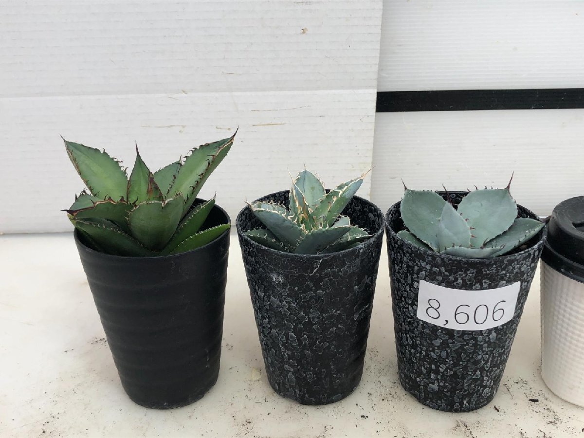 Yahoo!オークション - 8606「アガベ」 3株セット【発根・パリートラン...