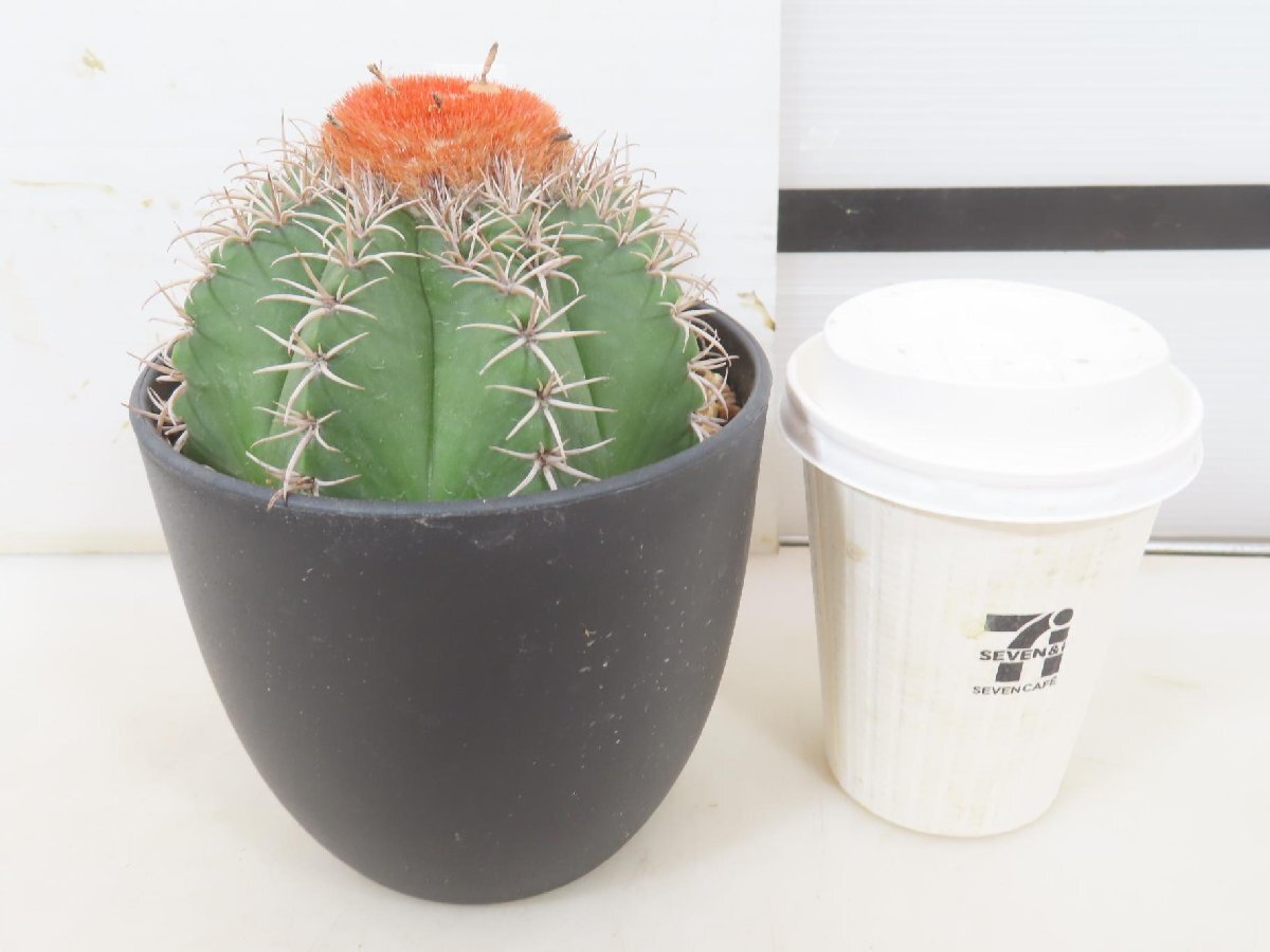 Yahoo!オークション - 8902「サボテンA」メロカクタス【発根・魔雲・Me...