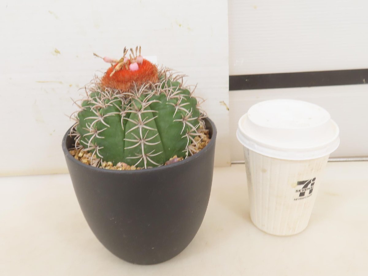 Yahoo!オークション - 8905「サボテンA」メロカクタス【発根・魔雲・Me...