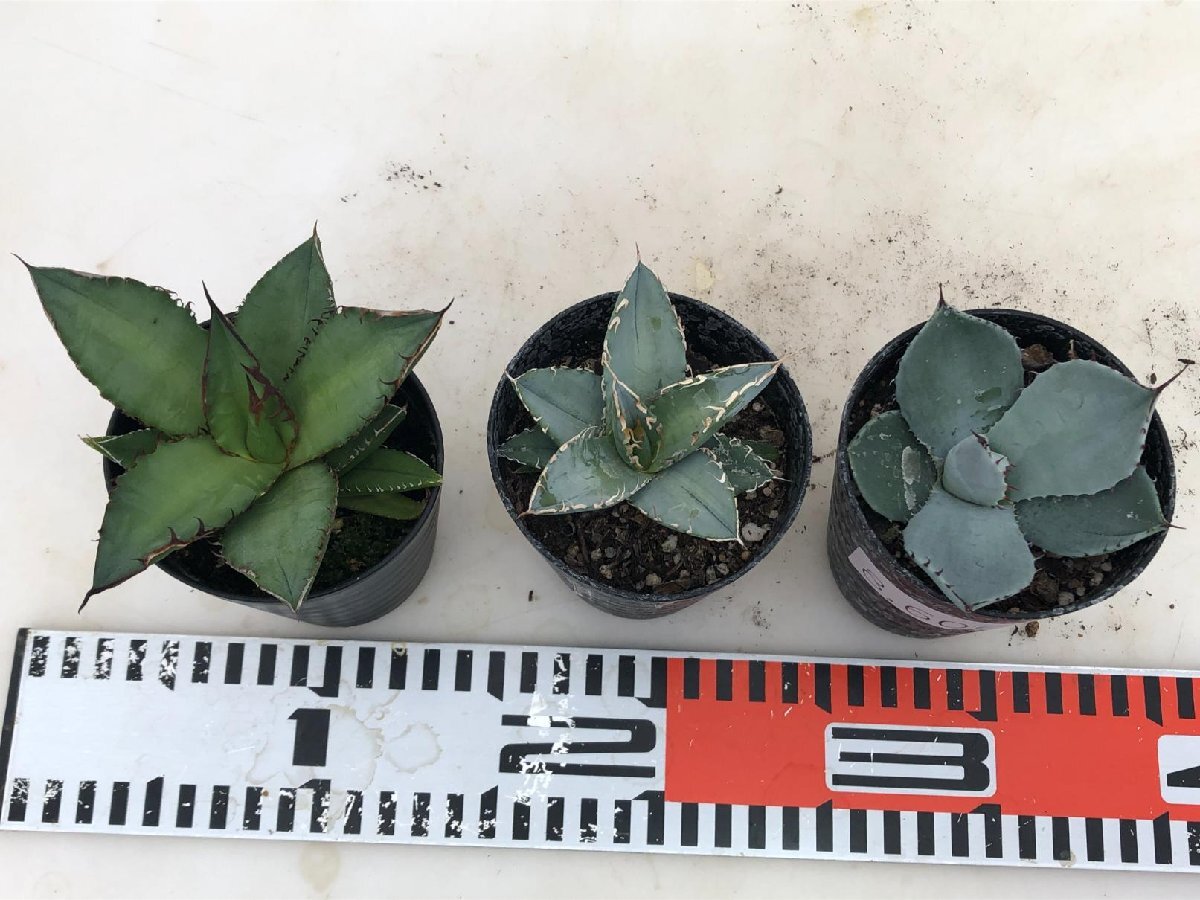 Yahoo!オークション - 8606「アガベ」 3株セット【発根・パリートラン...