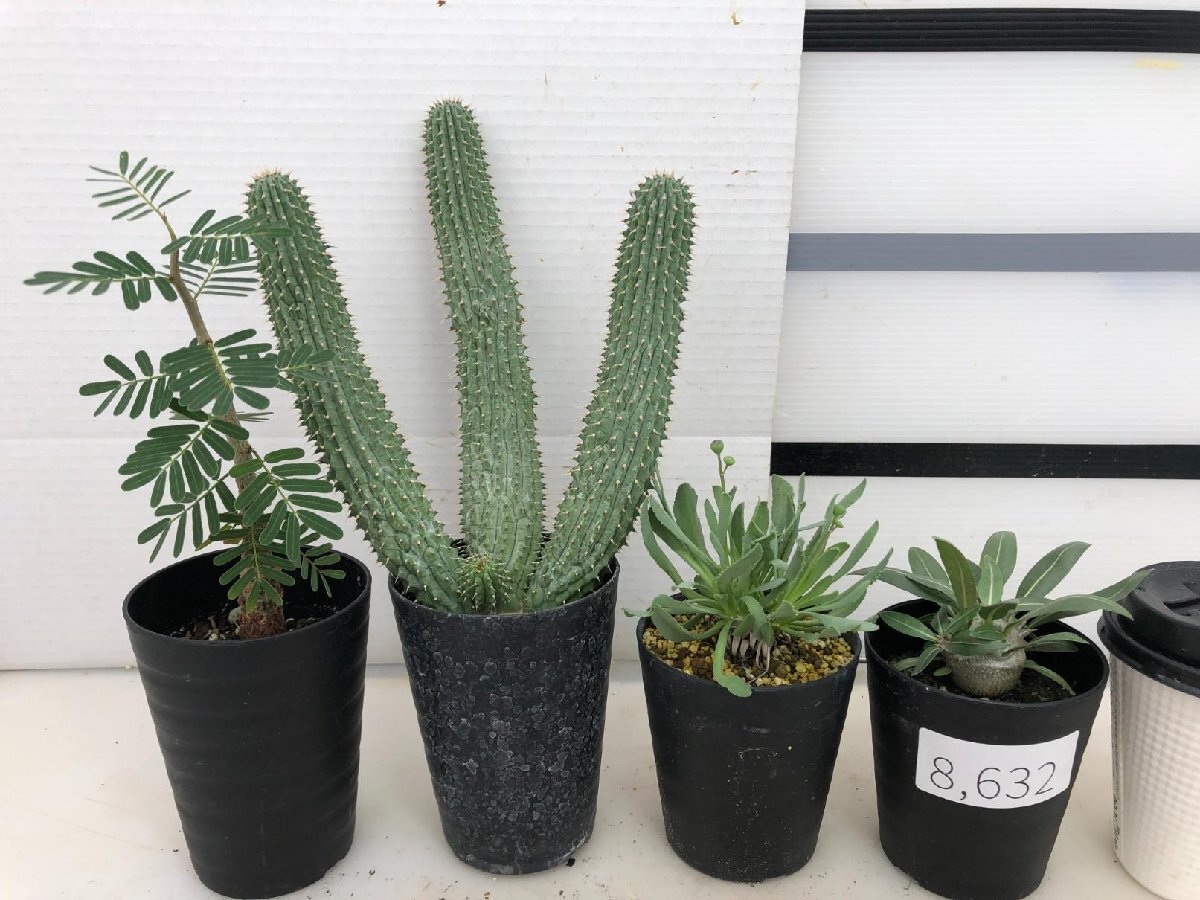 Yahoo!オークション - 8632「実生」塊根・多肉植物 4株セット【センナ...