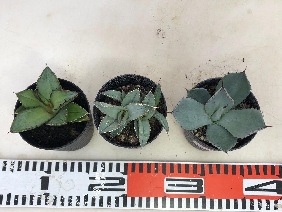 Yahoo!オークション - 8610「アガベ」 3株セット【発根・パリートラン...