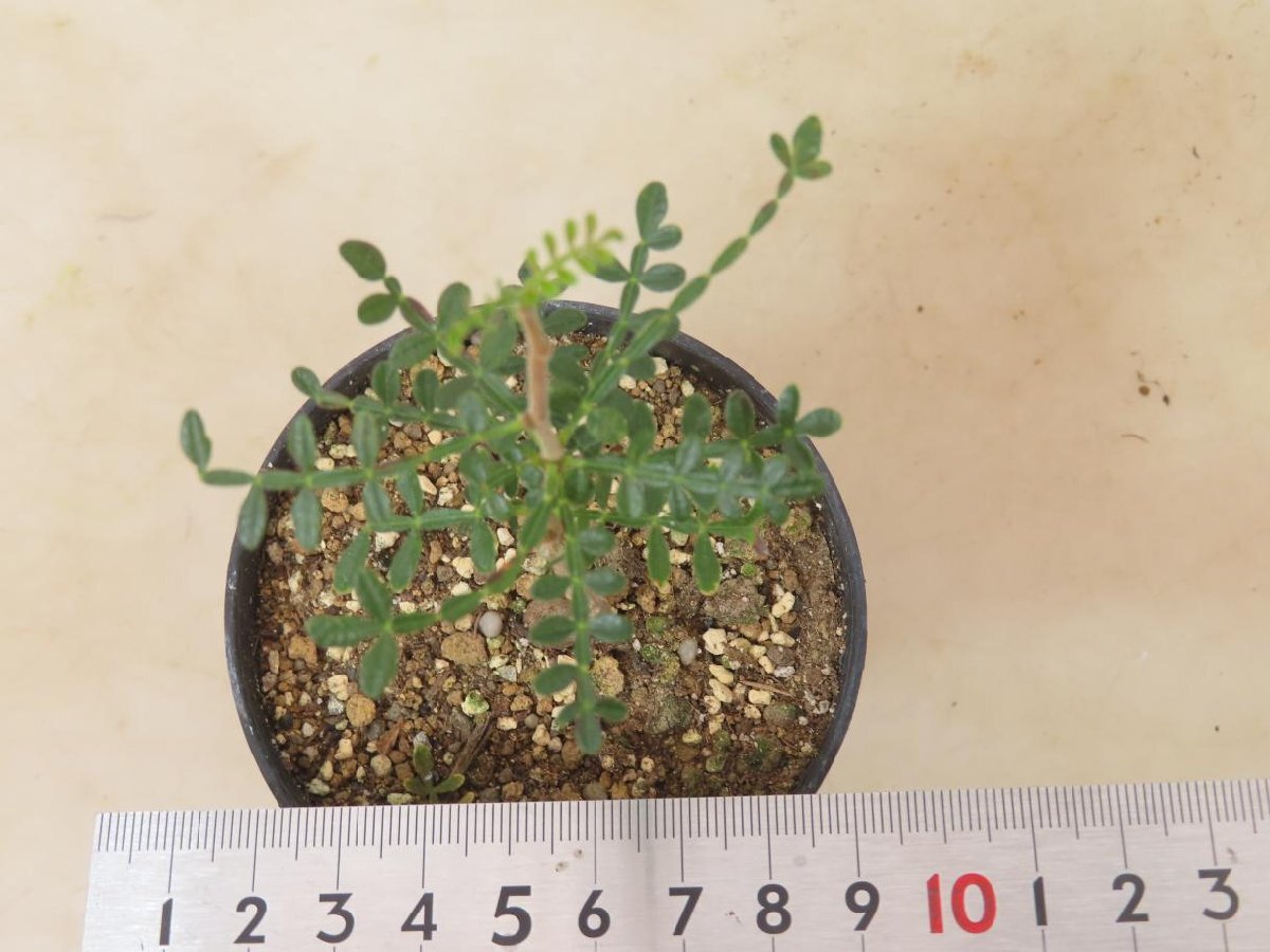 Yahoo!オークション - 6926 「実生株」オペルクリカリア ヒファエノイ...