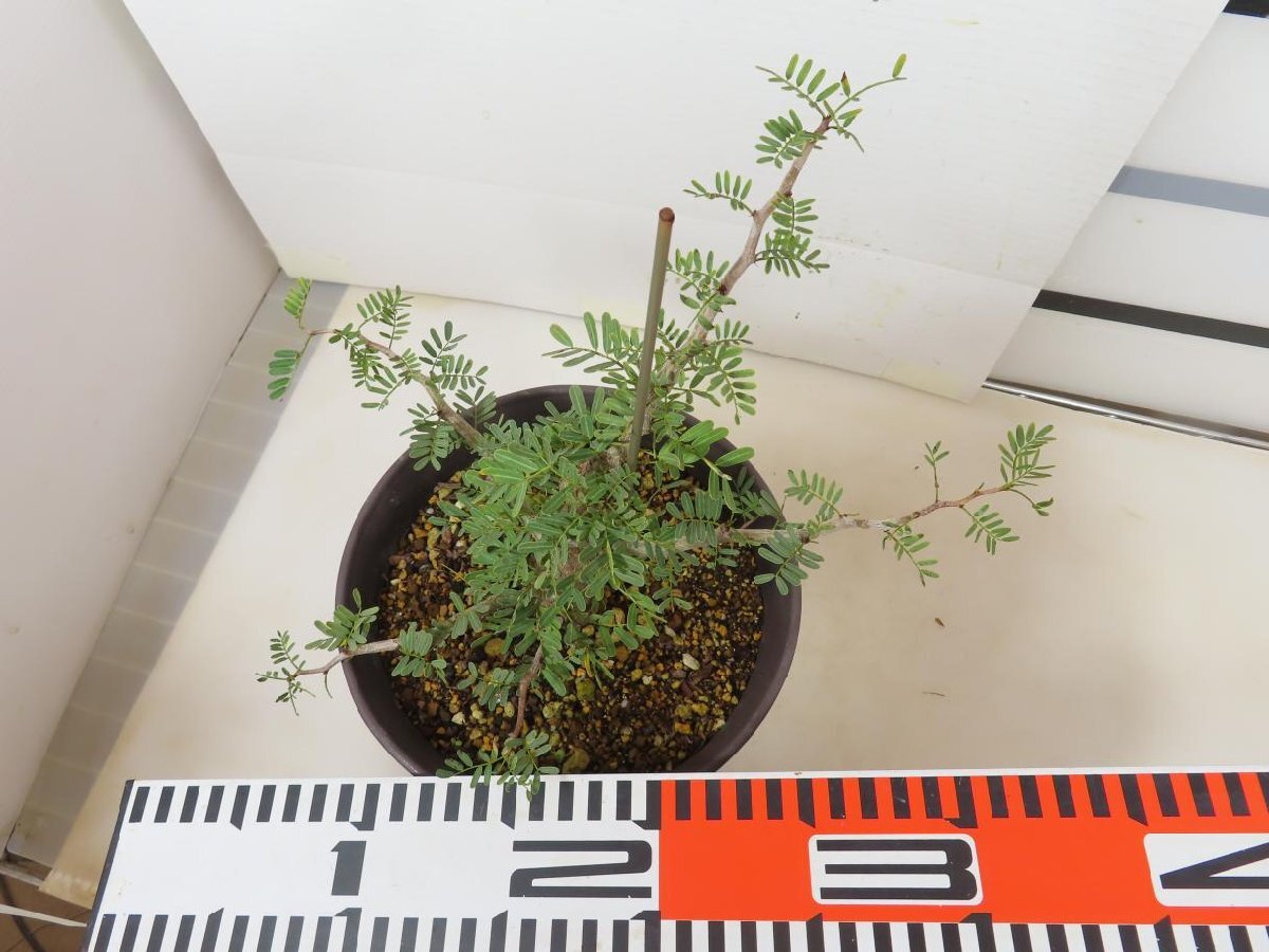 Yahoo!オークション - 2611 「実生」センナ メリディオナリス大【・発...