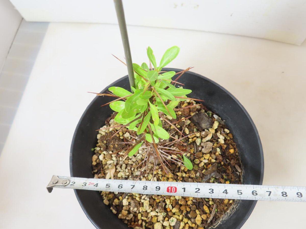 2606 実生 フォークイエリア プルプシー大 塊根植物 Fouquieria purpusii 葉落ちする(その他)｜売買されたオークション情報、yahooの商品情報をアーカイブ公開 ...