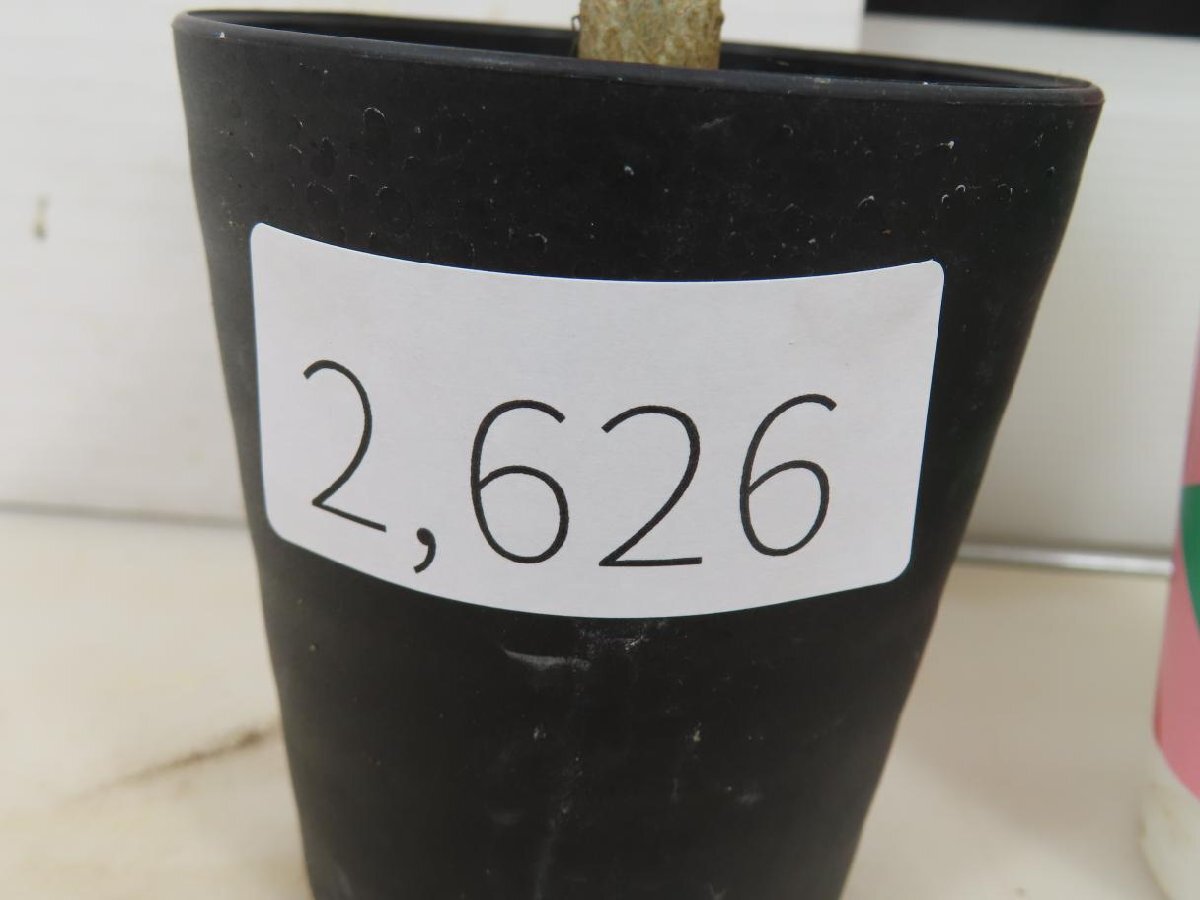 Yahoo!オークション - 2626 「実生」フォークイエリア プルプシー【塊...