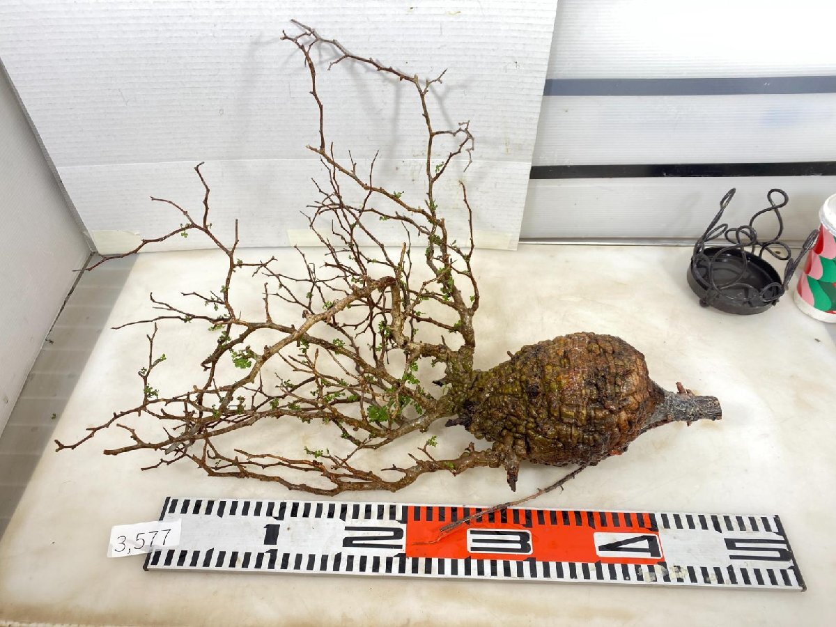 Yahoo!オークション - 3577 「塊根植物」マダガスカル特急便 オペルク...