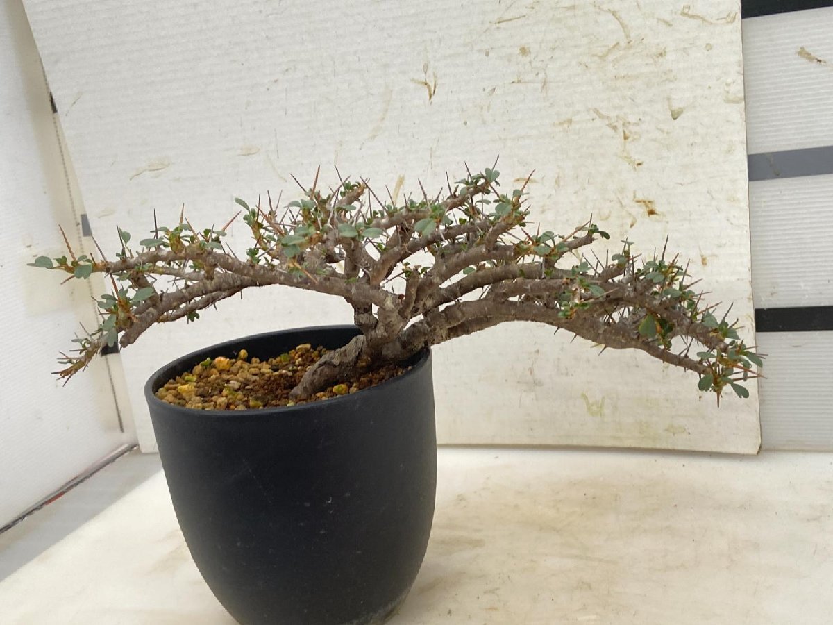 Yahoo!オークション - 5548 「多肉植物」サルコカウロン バンデリエテ...