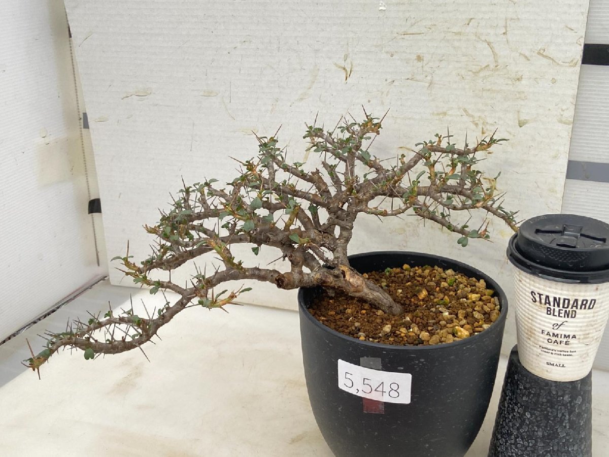 Yahoo!オークション - 5548 「多肉植物」サルコカウロン バンデリエテ...