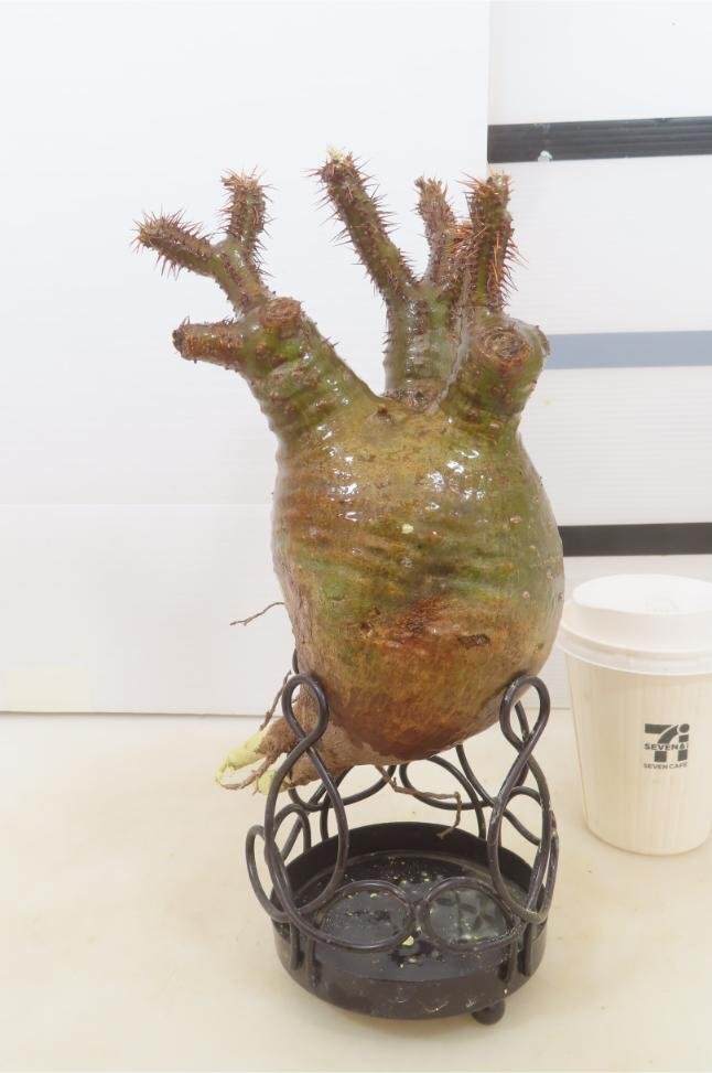 Yahoo!オークション - 9378「塊根植物」パキポディウム グラキリスM 抜...