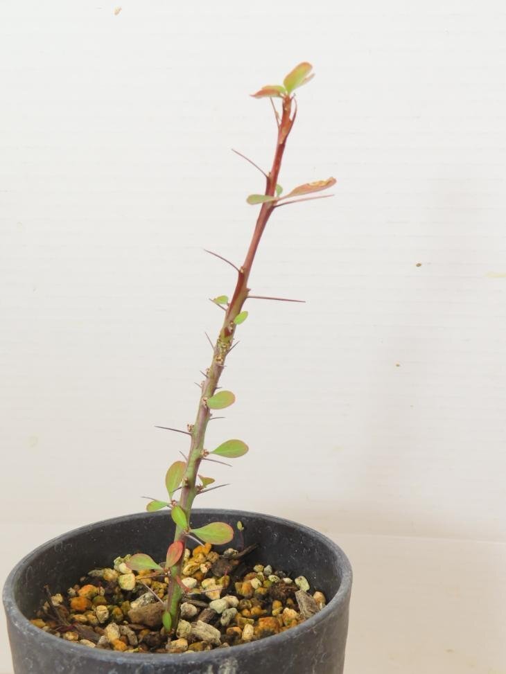 Yahoo!オークション - 7029 「挿し木」フォークイエリア ファシクラー...