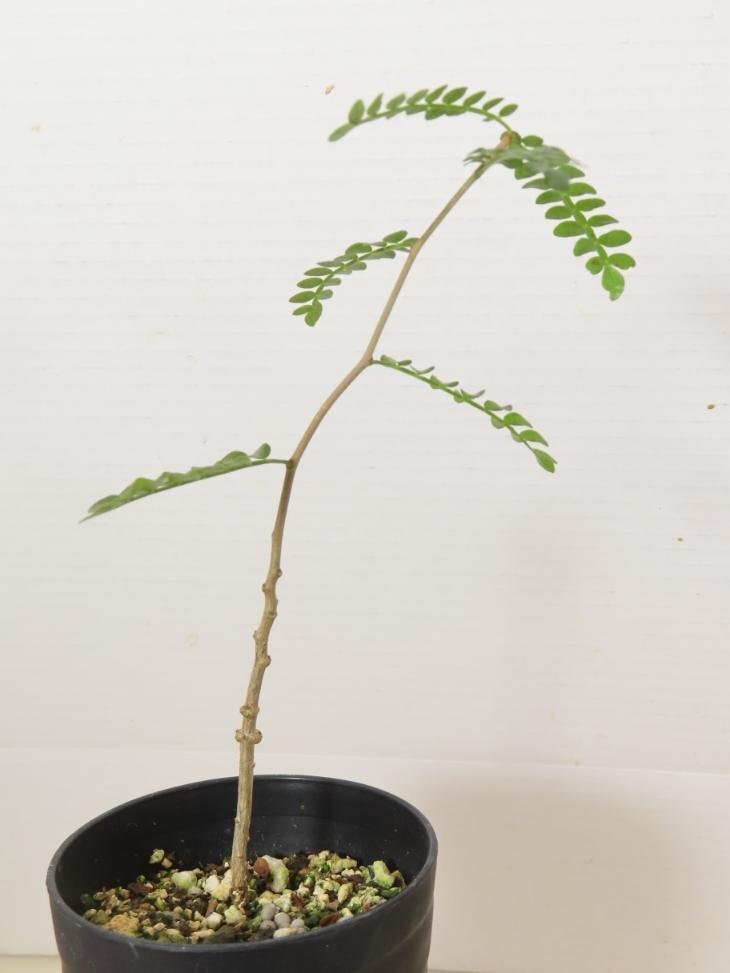 Yahoo!オークション - 6985 「実生株」オペルクリカリア パキプス 植え...