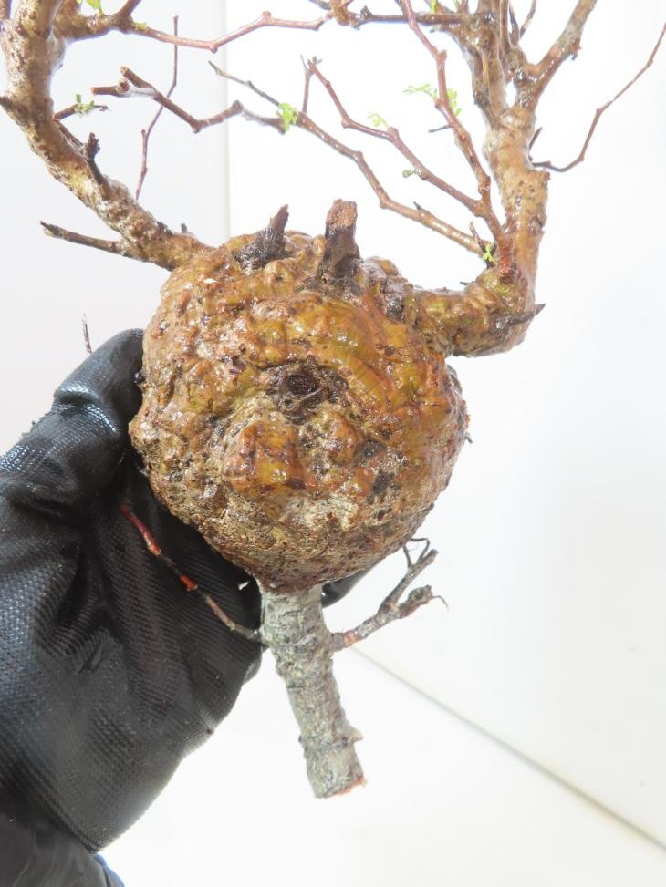 Yahoo!オークション - 9160 「塊根植物」マダガスカル特急便 オペルク...