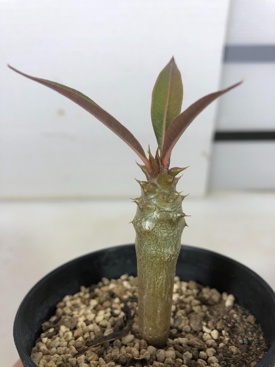 Yahoo!オークション - 6913 「実生」パキポディウム バロニー【種から...