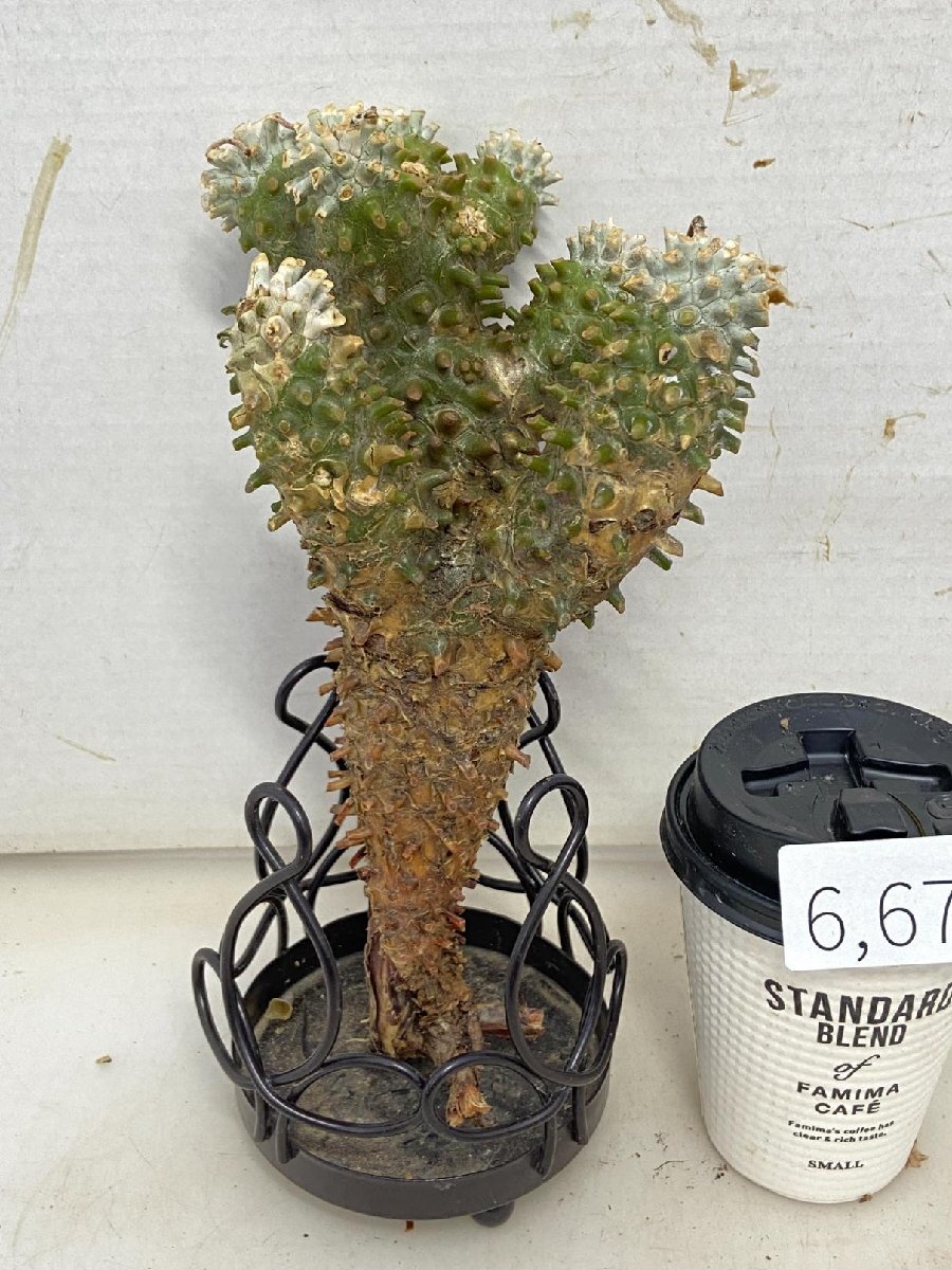 Yahoo!オークション - 6671 「塊根植物」チレコドン ワリチー 抜き苗【...