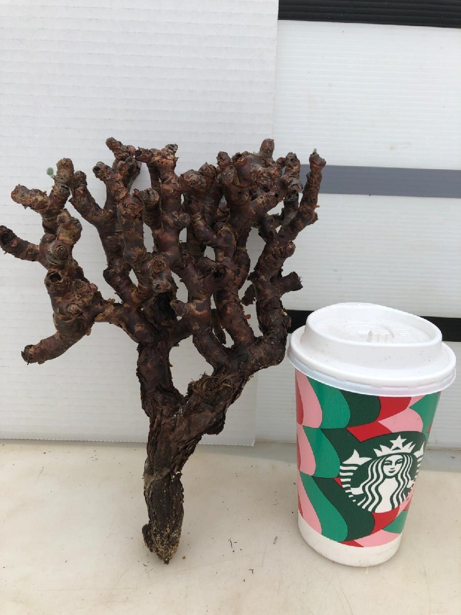 6420 塊根植物 ペラルゴニウム ミラビレ 折れ枝抜き苗 mirabile 芽吹き 畑地植え株 発根実績株 根は落ちます(その他)｜売買されたオークション情報、yahooの商品情報を ...