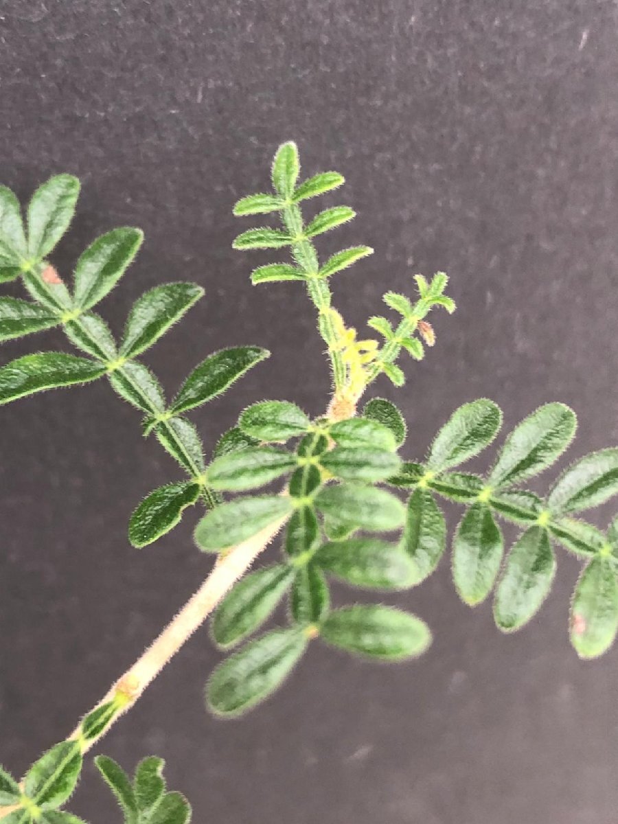 Yahoo!オークション - 6446 「実生株」オペルクリカリア ヒファエノイ...