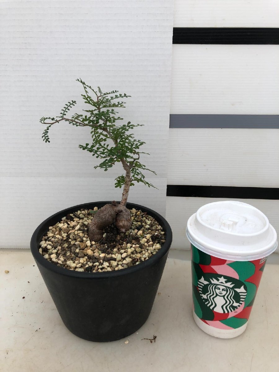 Yahoo!オークション - 6507 「実生株」オペルクリカリア パキプス 根上...