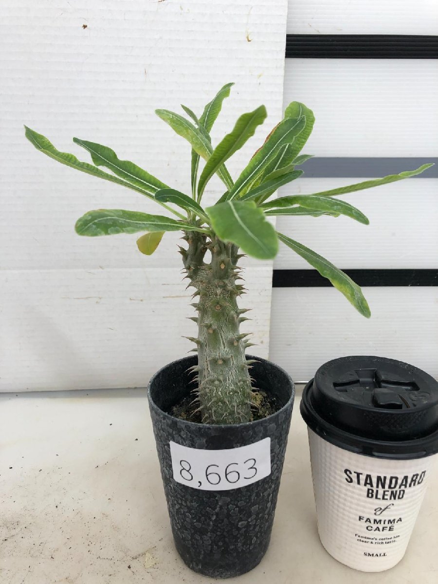 Yahoo!オークション - 8663「実生」パキポディウム マカイエンセ【発根...