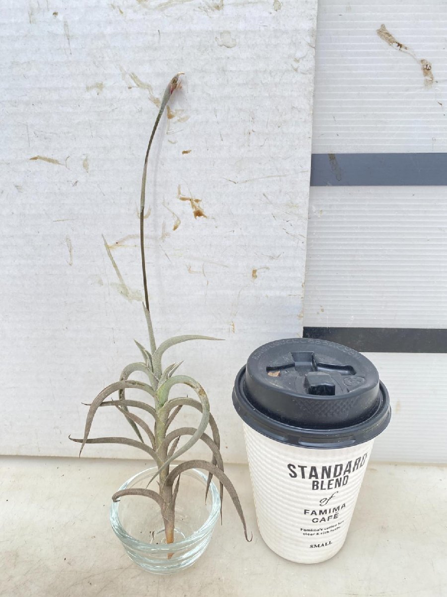 Yahoo!オークション - 2584 「エアプランツ」tillandsia gilliesii × ...